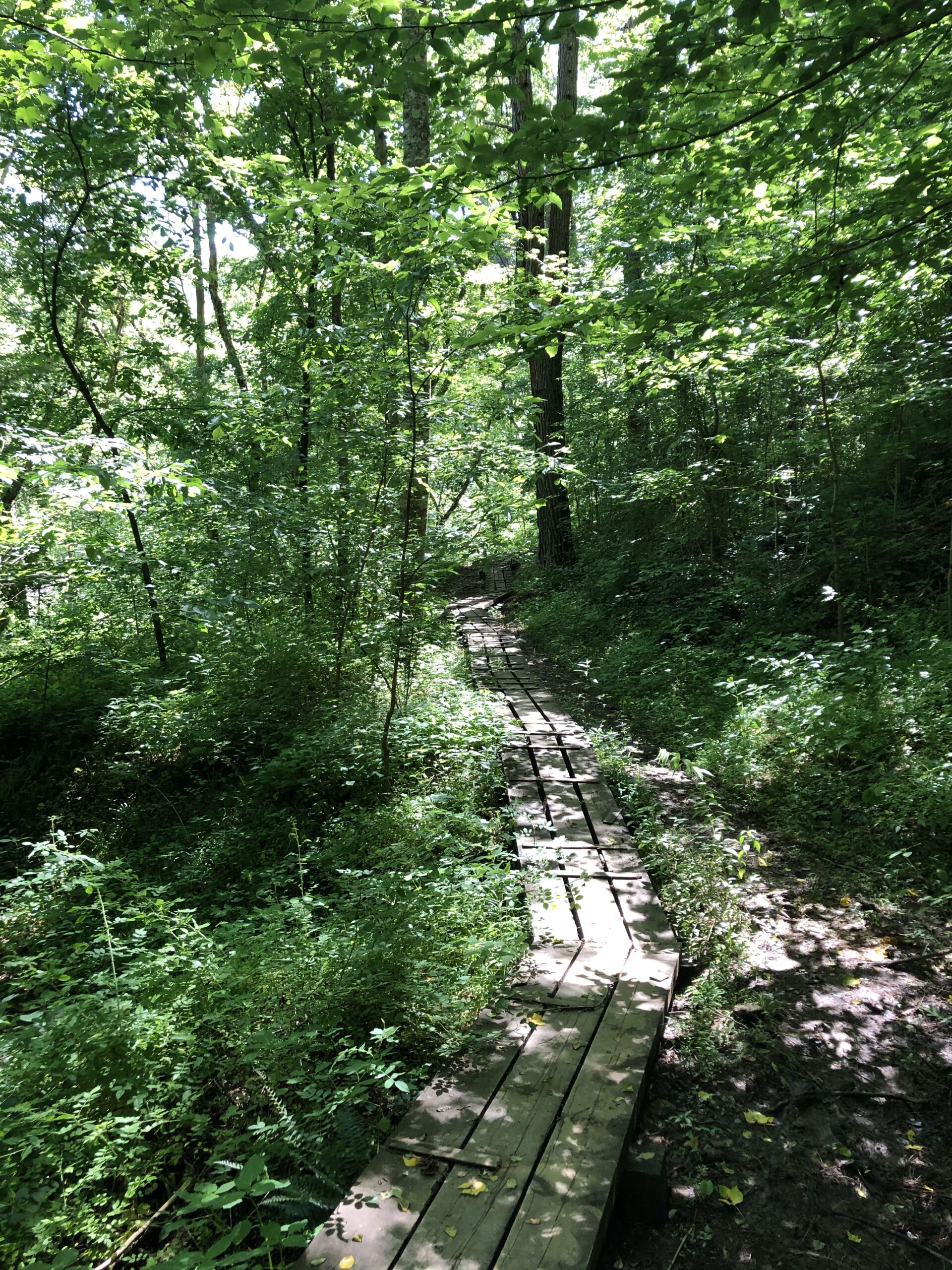 Big South Fork’s Devil’s Jump Rapids Hike – SB's Travel Blog